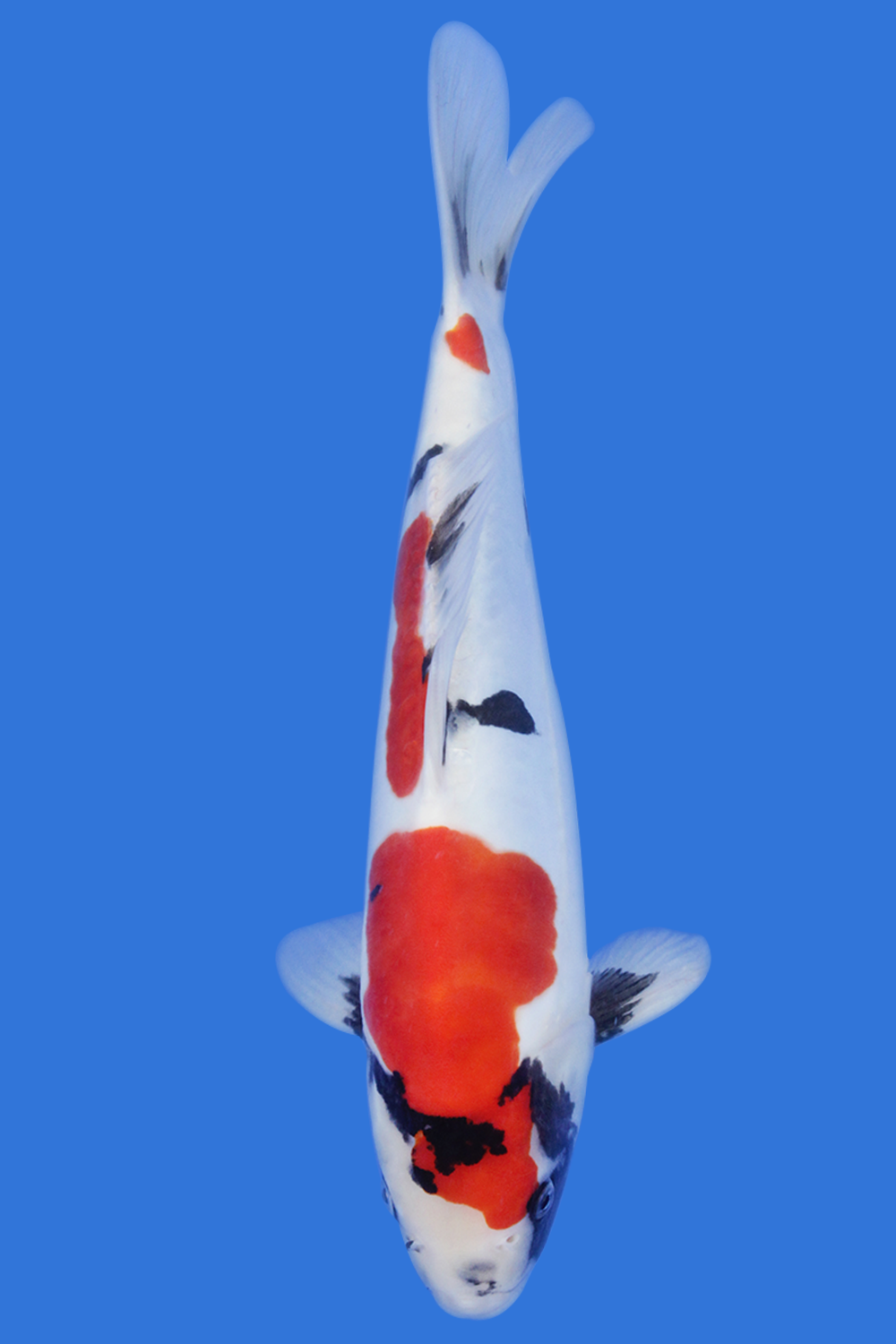 Doitsu Showa - Grand Koi, LLC