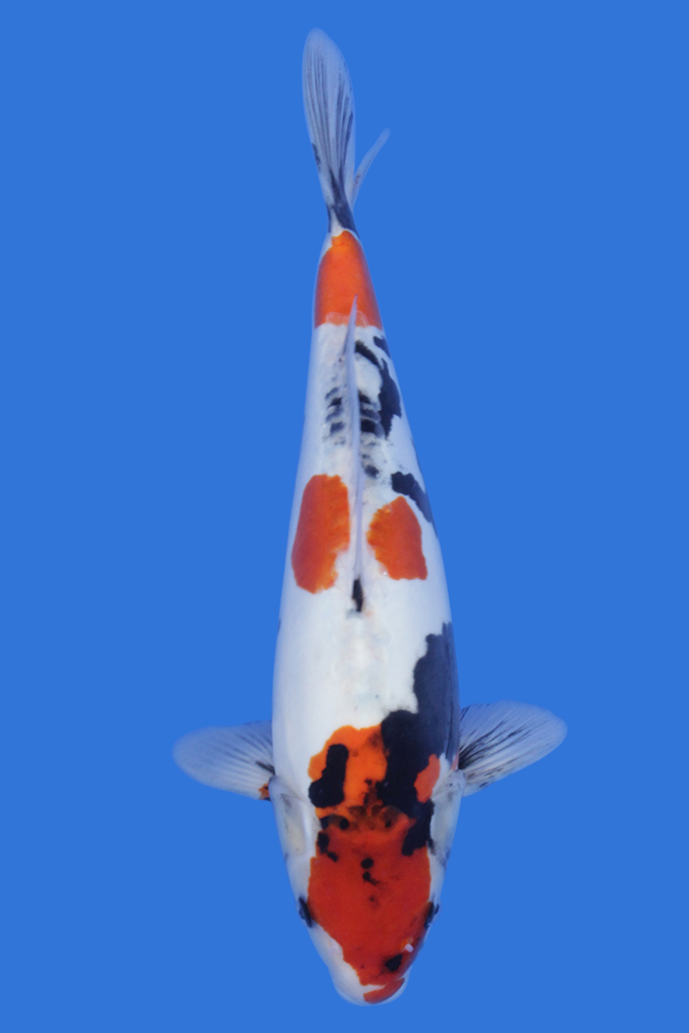 Doitsu Showa - Grand Koi, LLC