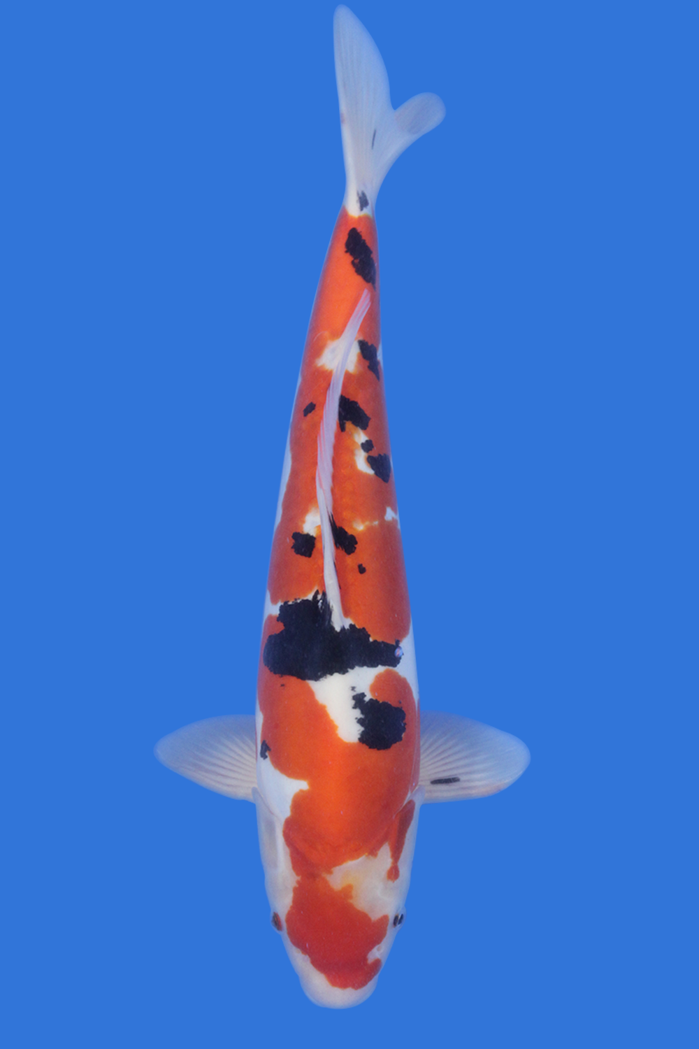 Doitsu Sanke - Grand Koi, LLC