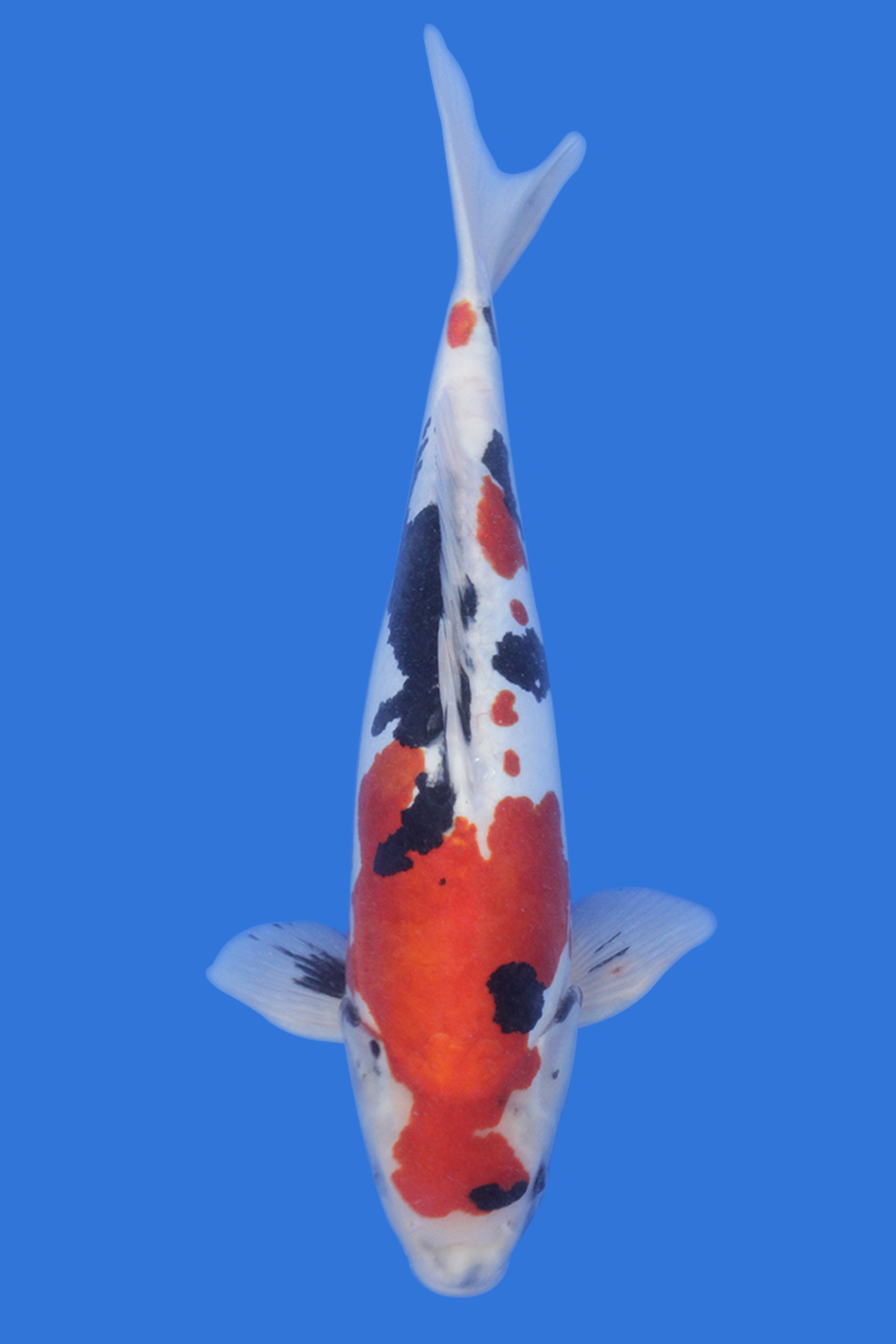 Doitsu Showa - Grand Koi, LLC