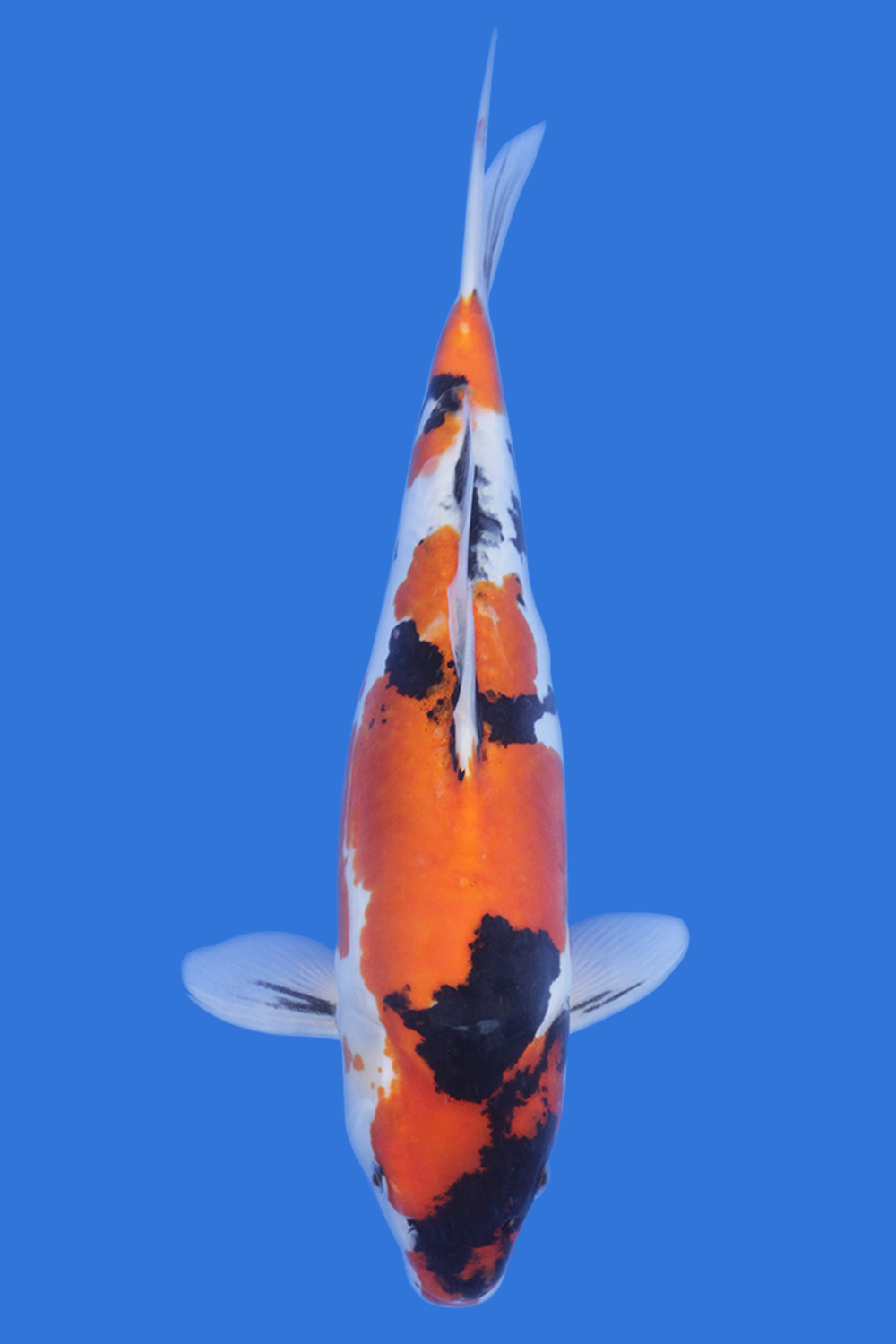Doitsu Showa - Grand Koi, LLC