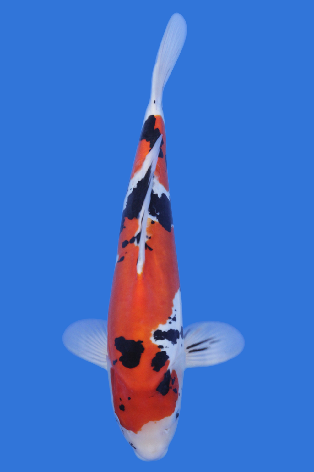 Doitsu Showa - Grand Koi, LLC