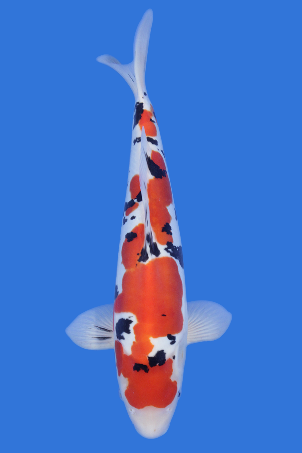 Doitsu Showa - Grand Koi, LLC