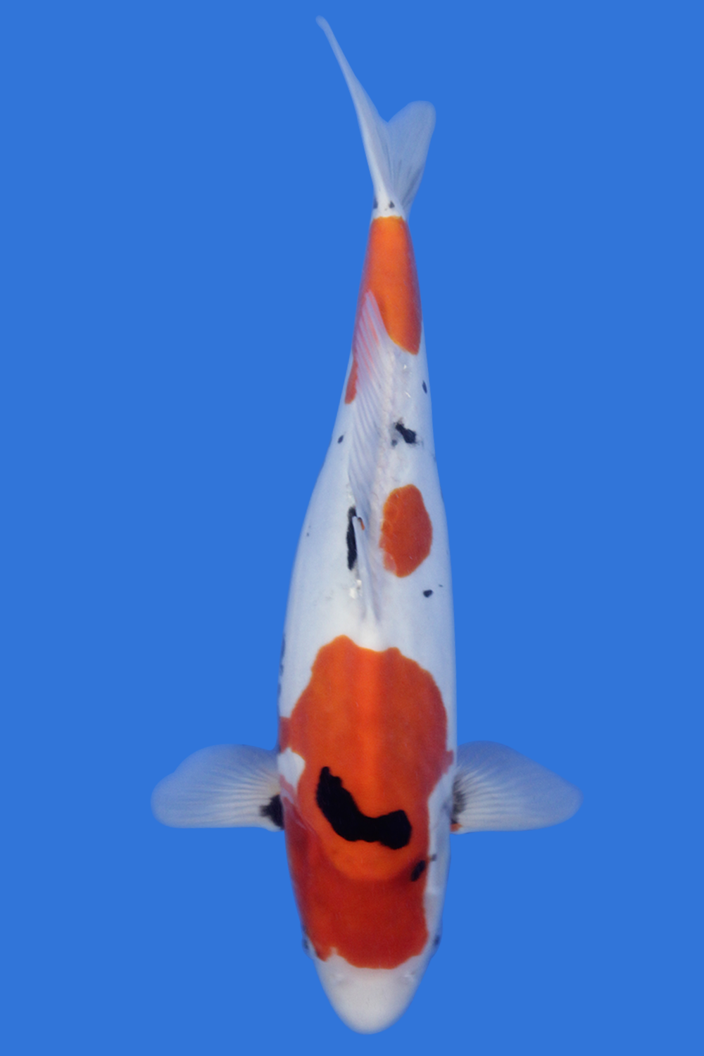 Doitsu Sanke - Grand Koi, LLC