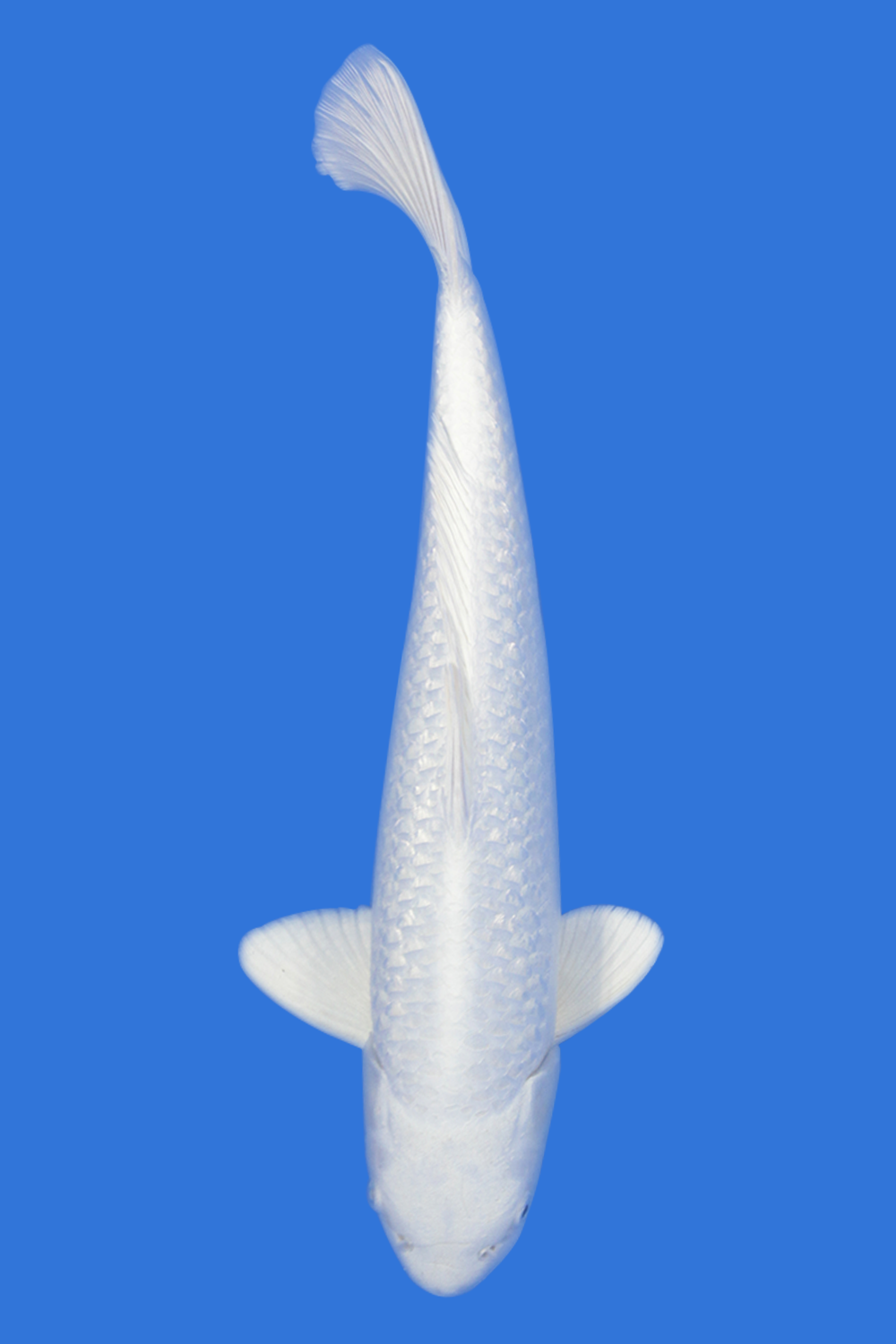 Gin Rin Platinum Ogon - Grand Koi, LLC