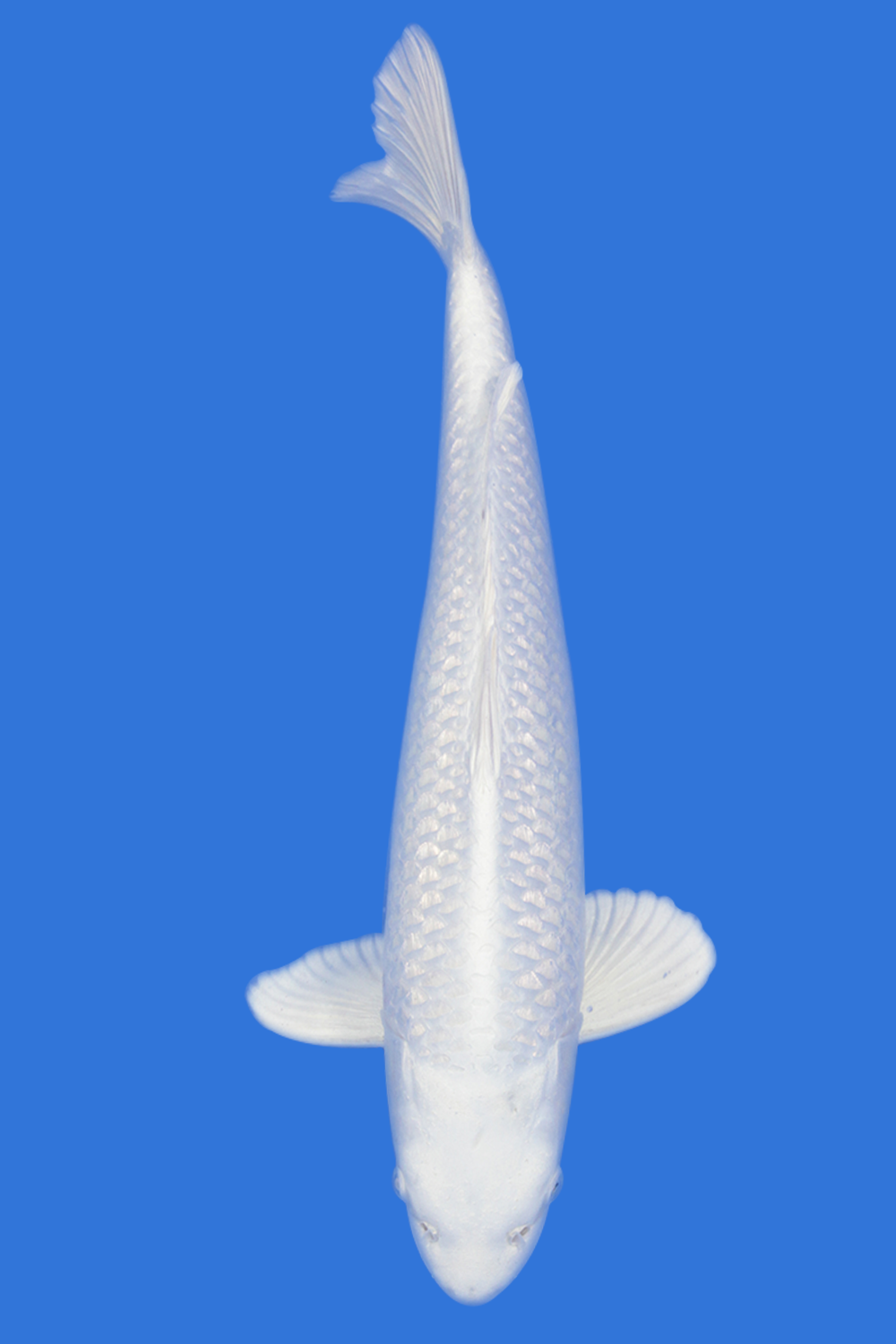 Gin Rin Platinum Ogon - Grand Koi, LLC