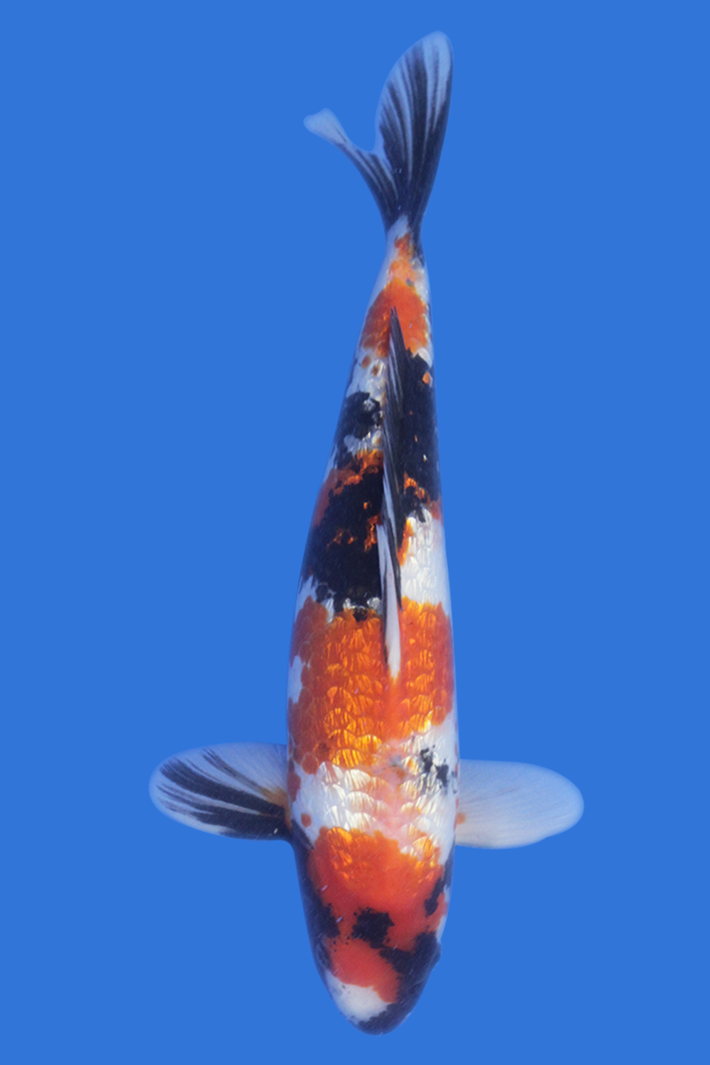 Gin Rin Showa - Grand Koi, LLC