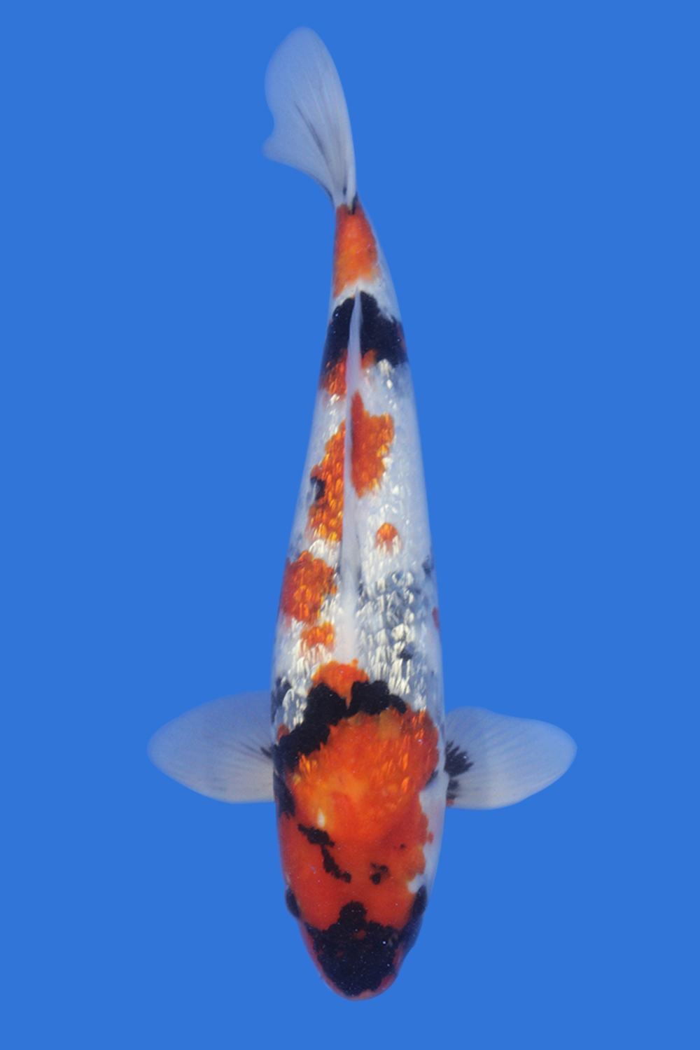 Gin Rin Showa - Grand Koi, LLC