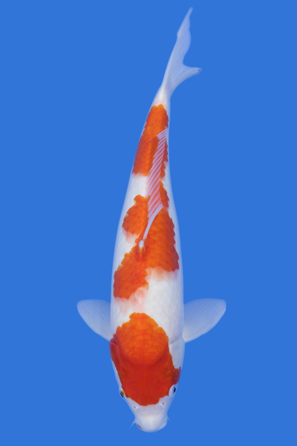 Kohaku - Grand Koi, LLC