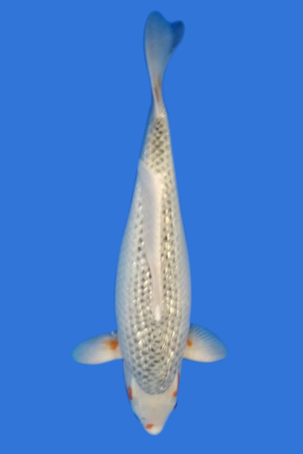 Gin Rin Asagi - Grand Koi, LLC