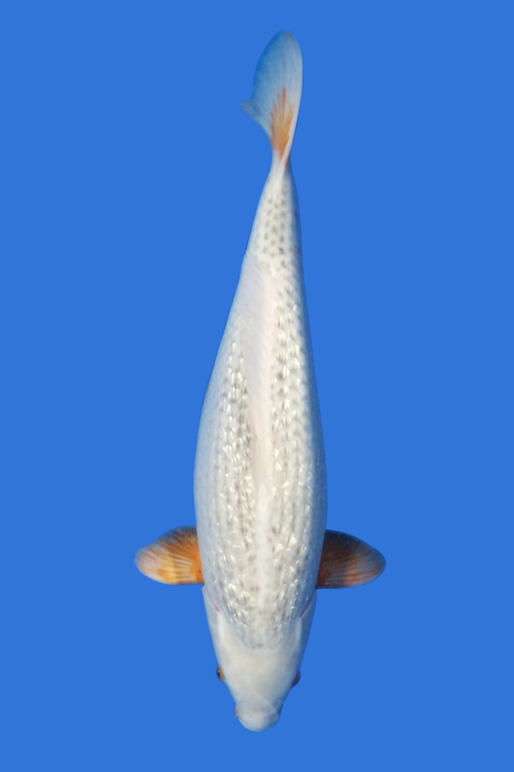 Gin Rin Asagi - Grand Koi, LLC