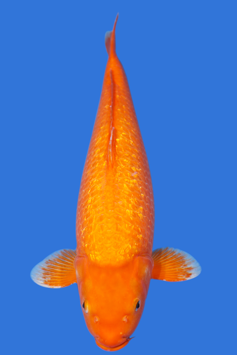 Gin Rin Benigoi - Grand Koi, LLC