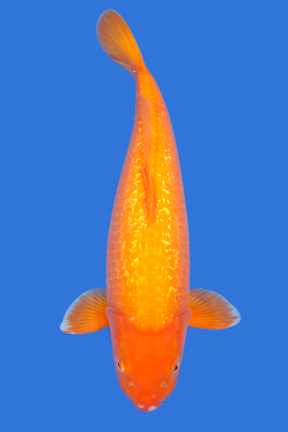 Gin Rin Benigoi - Grand Koi, LLC