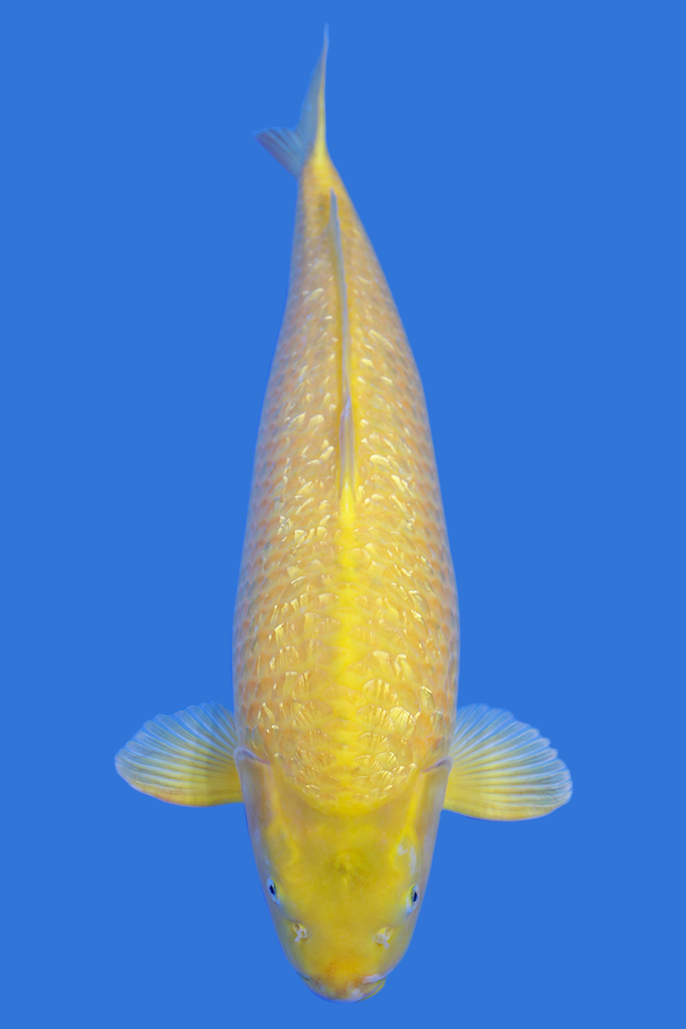 Gin Rin Kigoi SOLD - Grand Koi, LLC