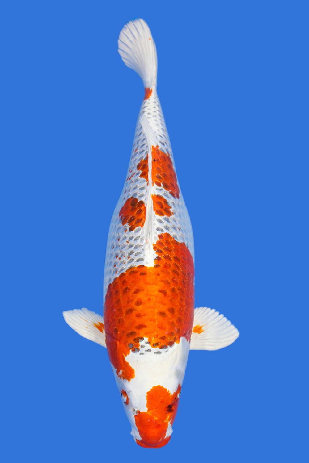 Kujaku - Grand Koi, LLC