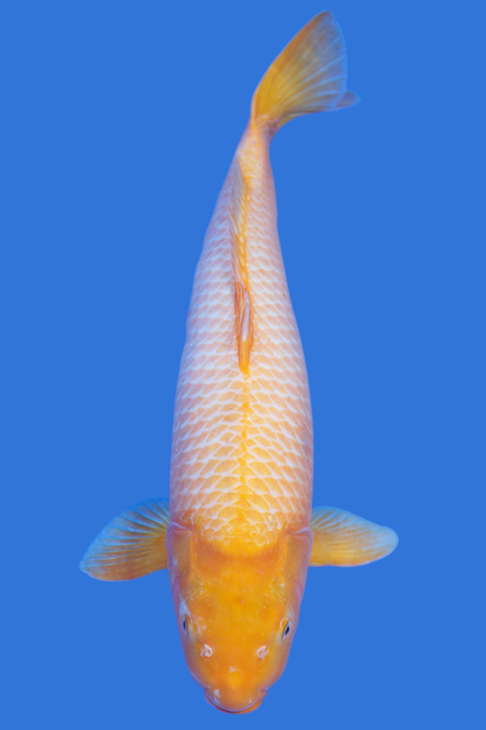 Peach Matsuba - Grand Koi, LLC