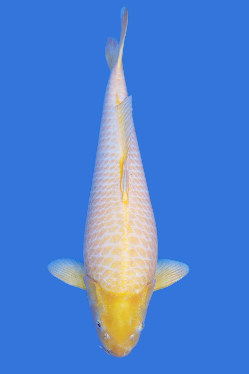 Peach Matsuba- SOLD - Grand Koi, LLC