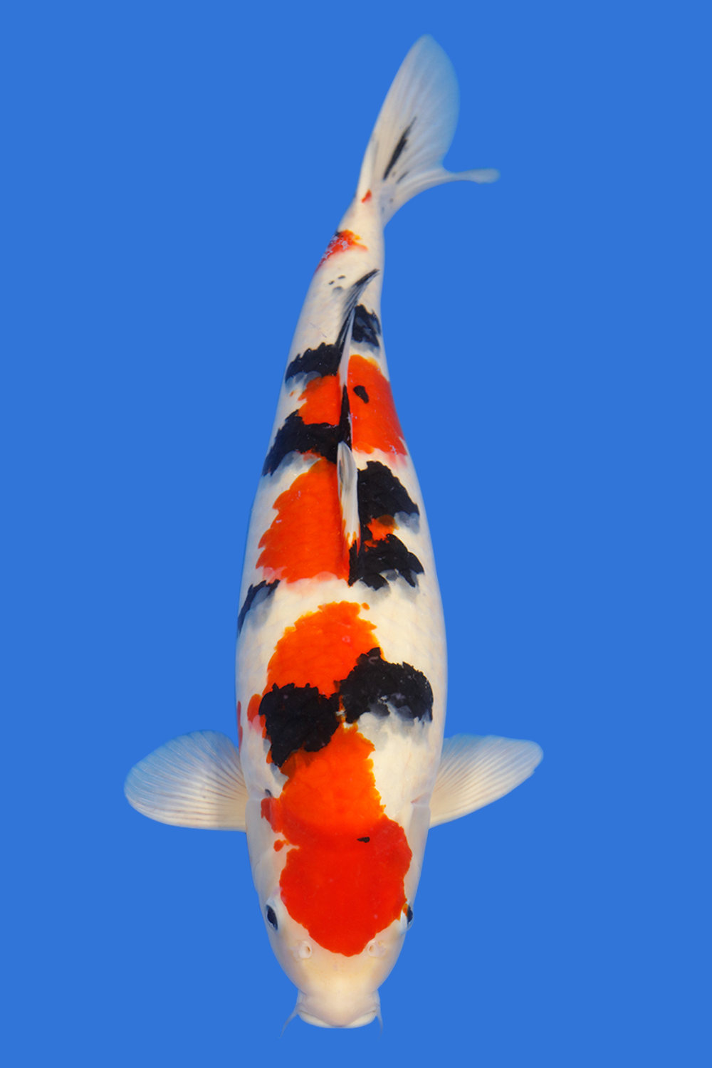 Sanke Koi for Sale | Top Sanke Koi Fish for Sale in USA