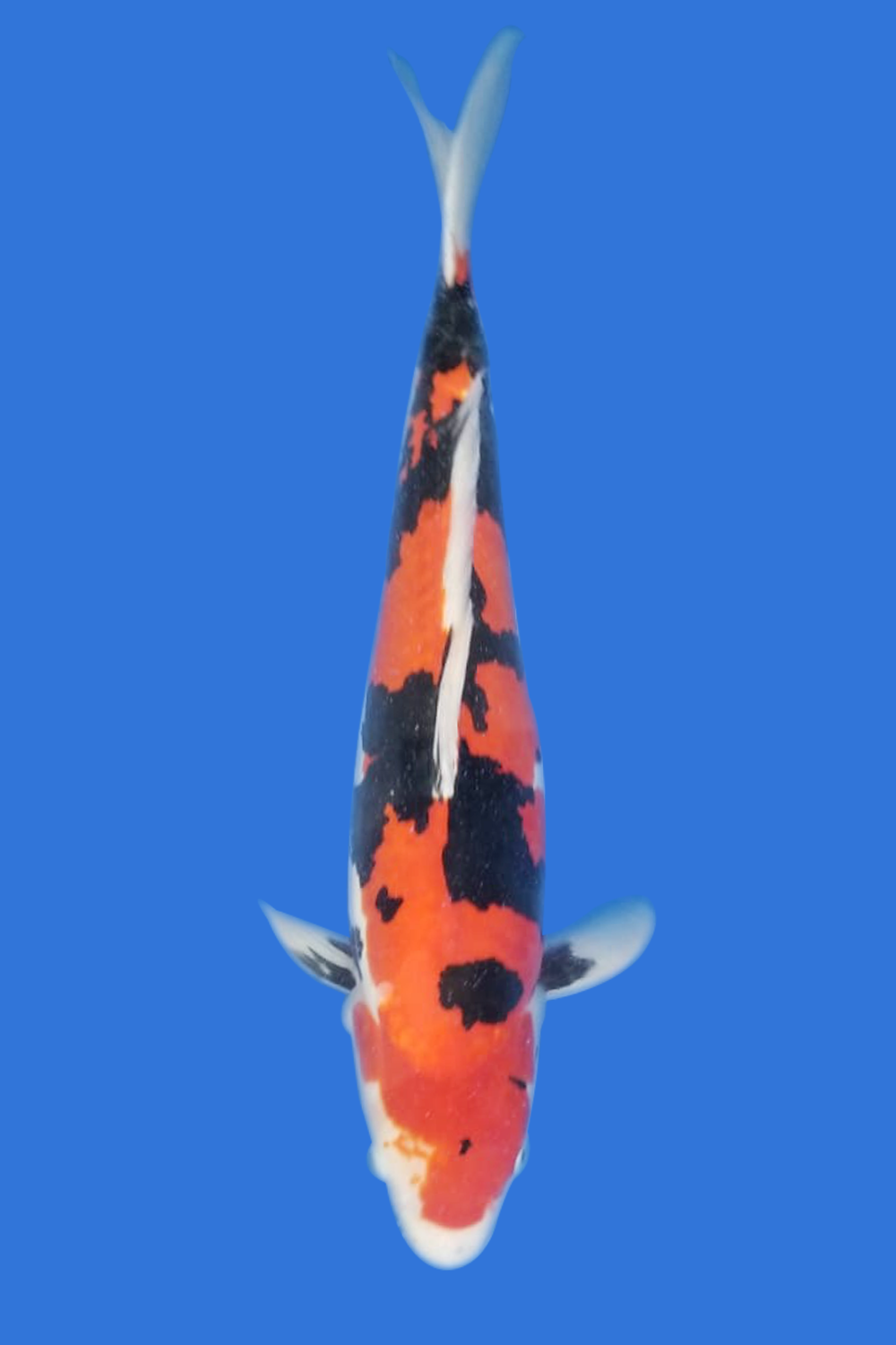 Doitsu Showa - Grand Koi, LLC