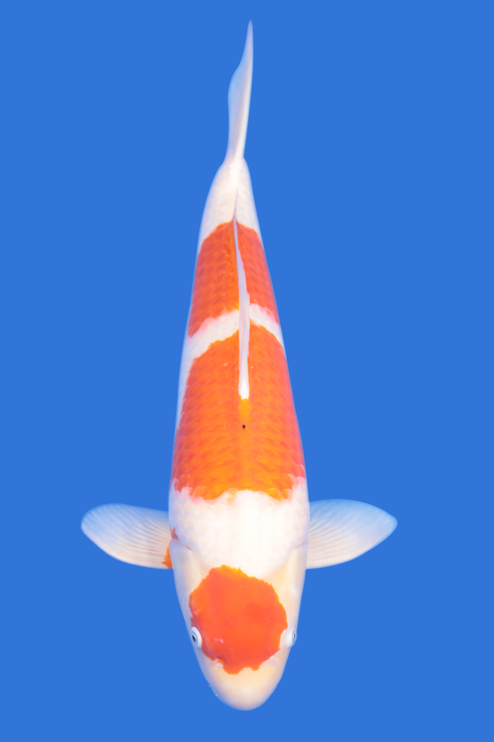 Maruten Kohaku - Grand Koi, LLC