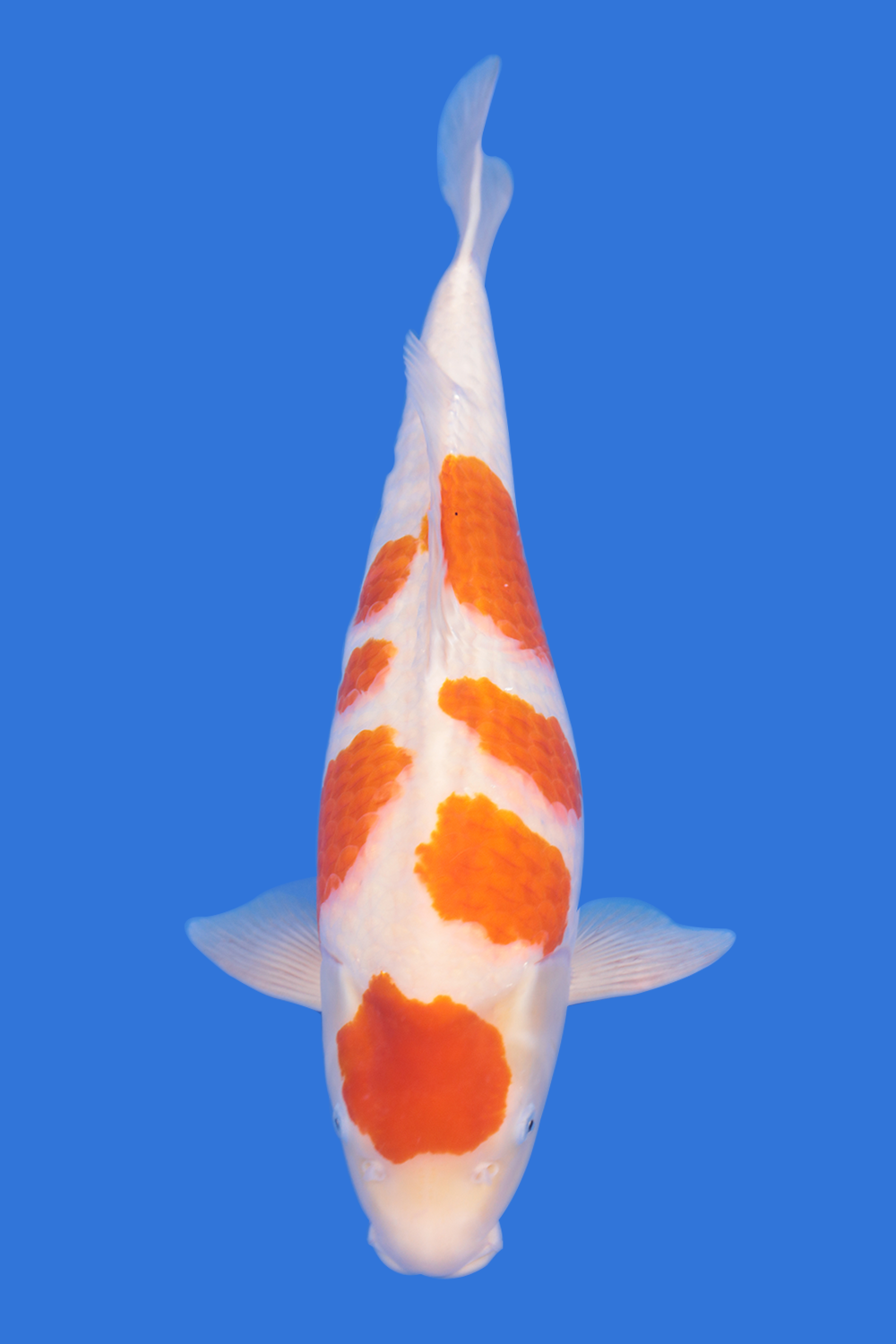 Maruten Kohaku - Grand Koi, LLC