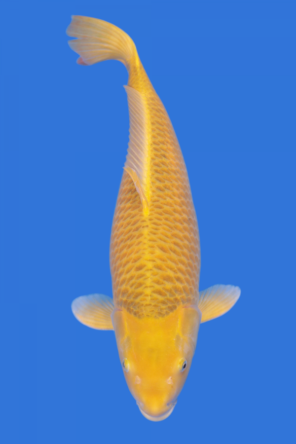 Ki Matsuba- SOLD - Grand Koi, LLC