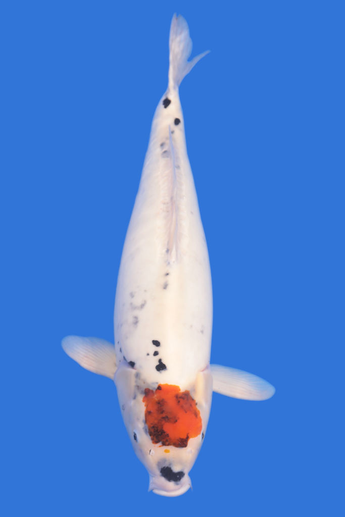 Doitsu Tancho Sanke-SOLD - Grand Koi, LLC