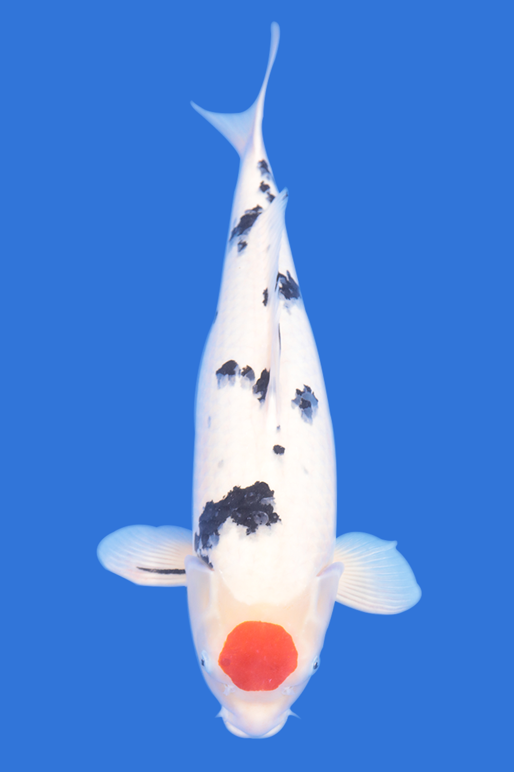 Tancho sanke - Grand Koi, LLC