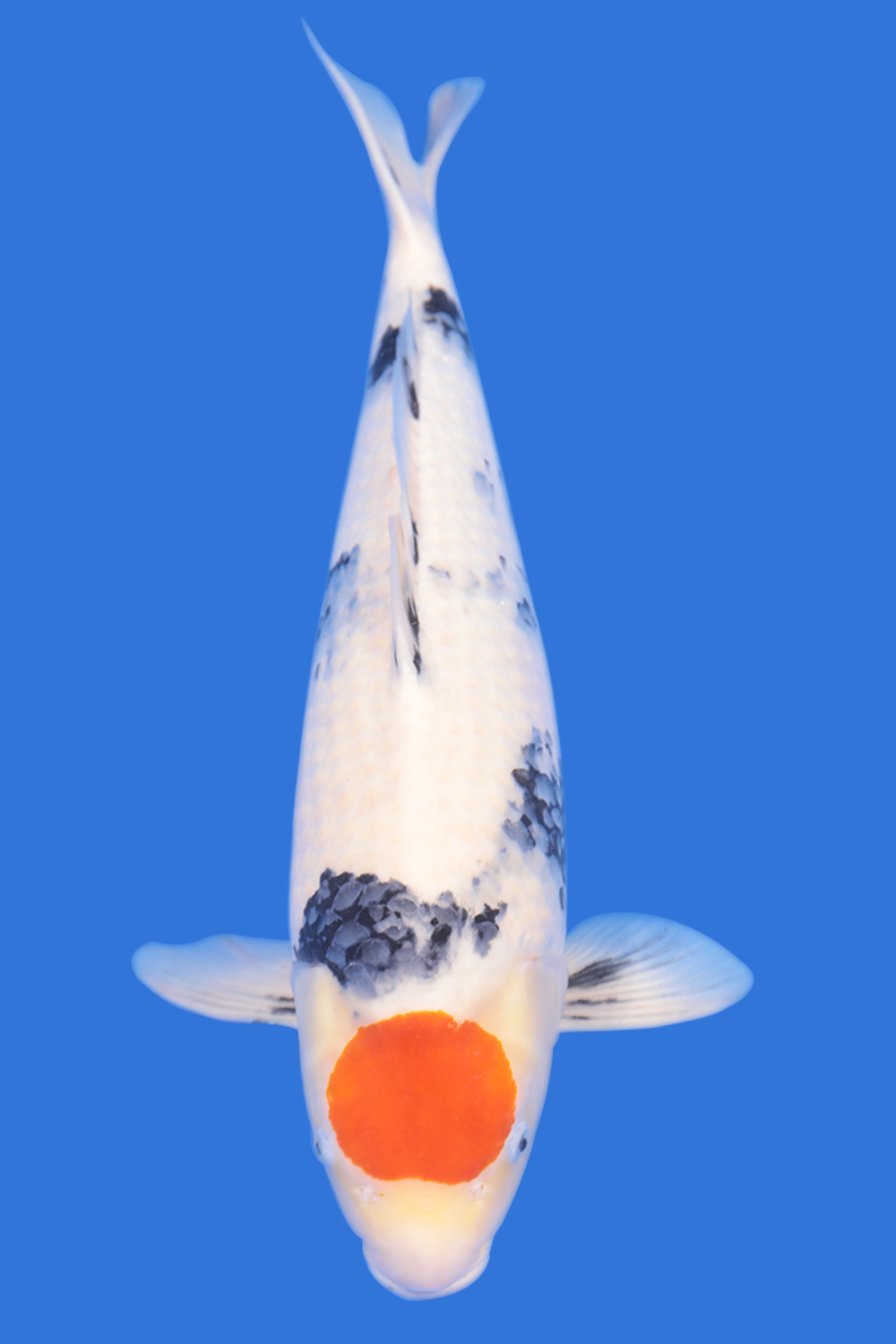 Tancho Showa - Grand Koi, LLC