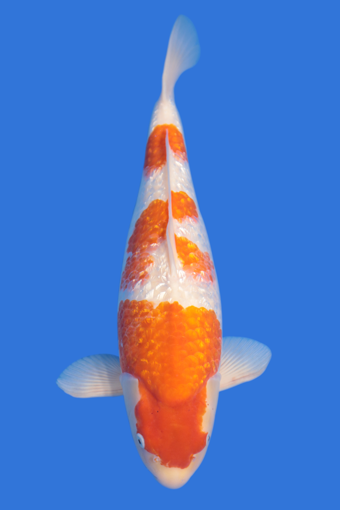 Kohaku - Grand Koi, LLC