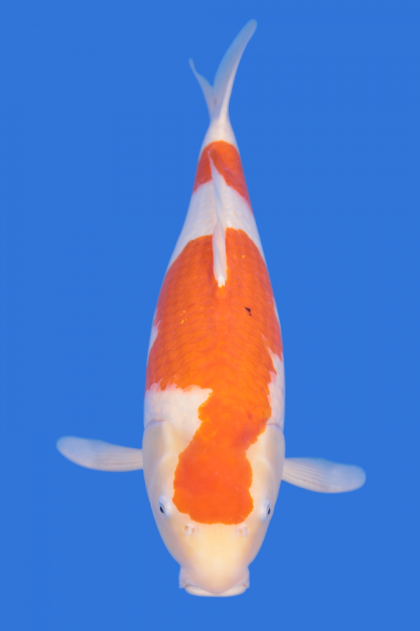 Kohaku - Grand Koi, LLC