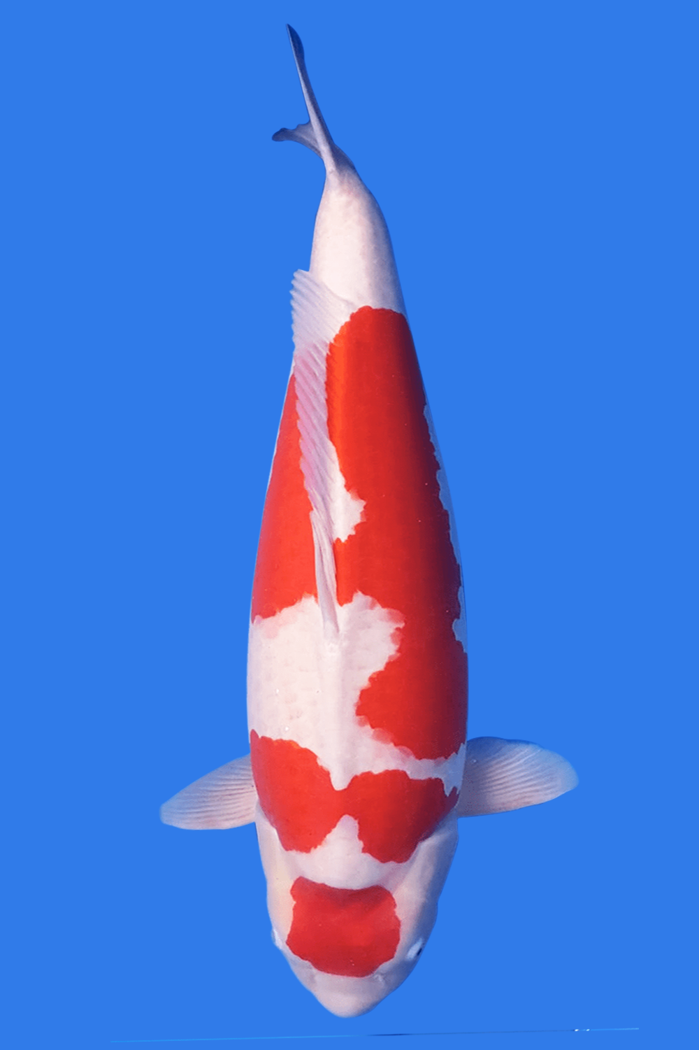 Maruten Kohaku- SOLD - Grand Koi, LLC