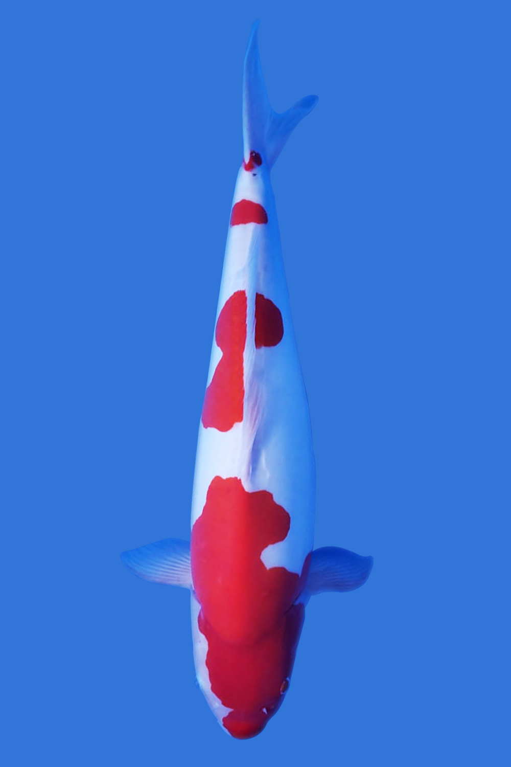 Doitsu Kohaku - Grand Koi, LLC