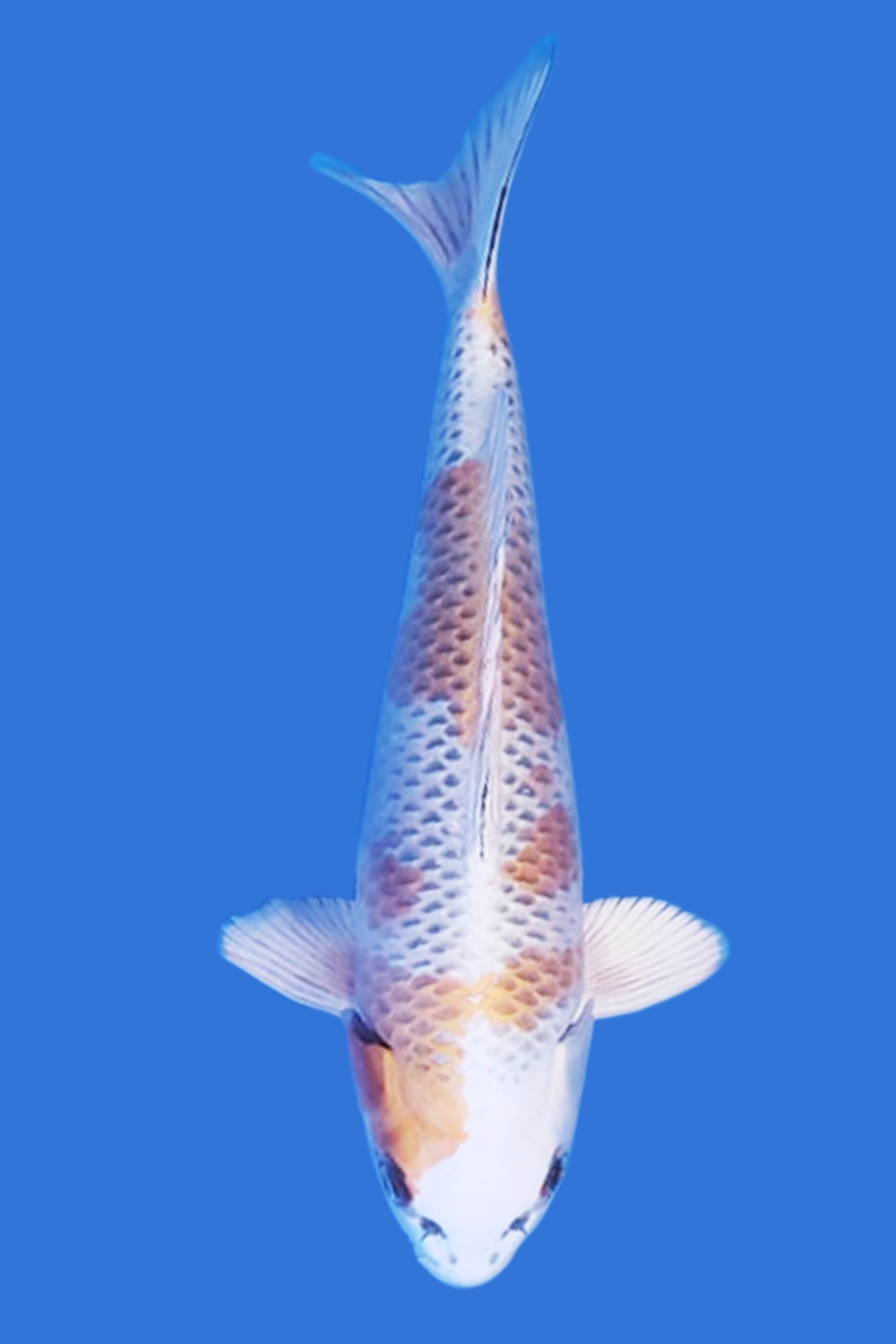 Kujaku - Grand Koi, LLC
