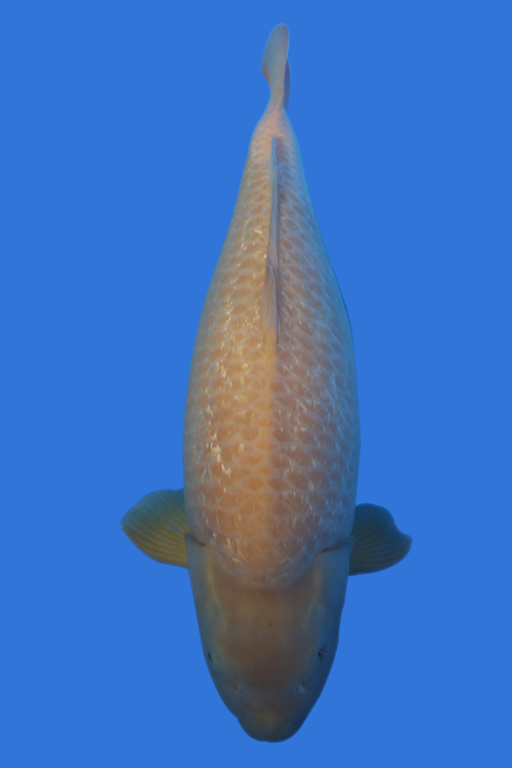 Gin Rin Karashigoi - Grand Koi, LLC