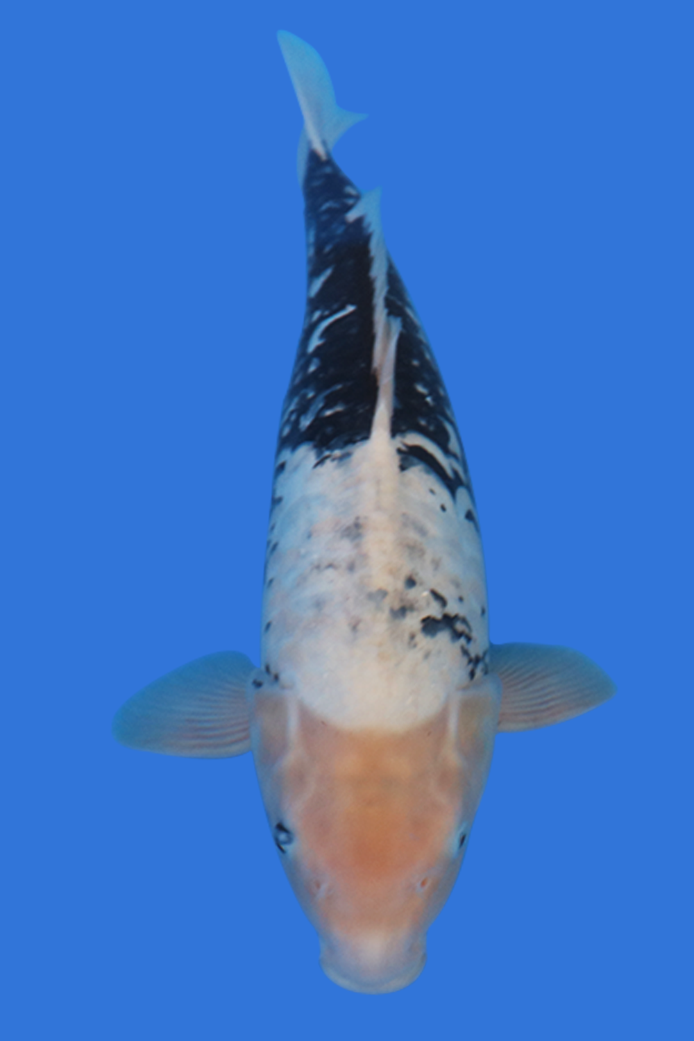 Doitsu Shiro - Grand Koi, LLC