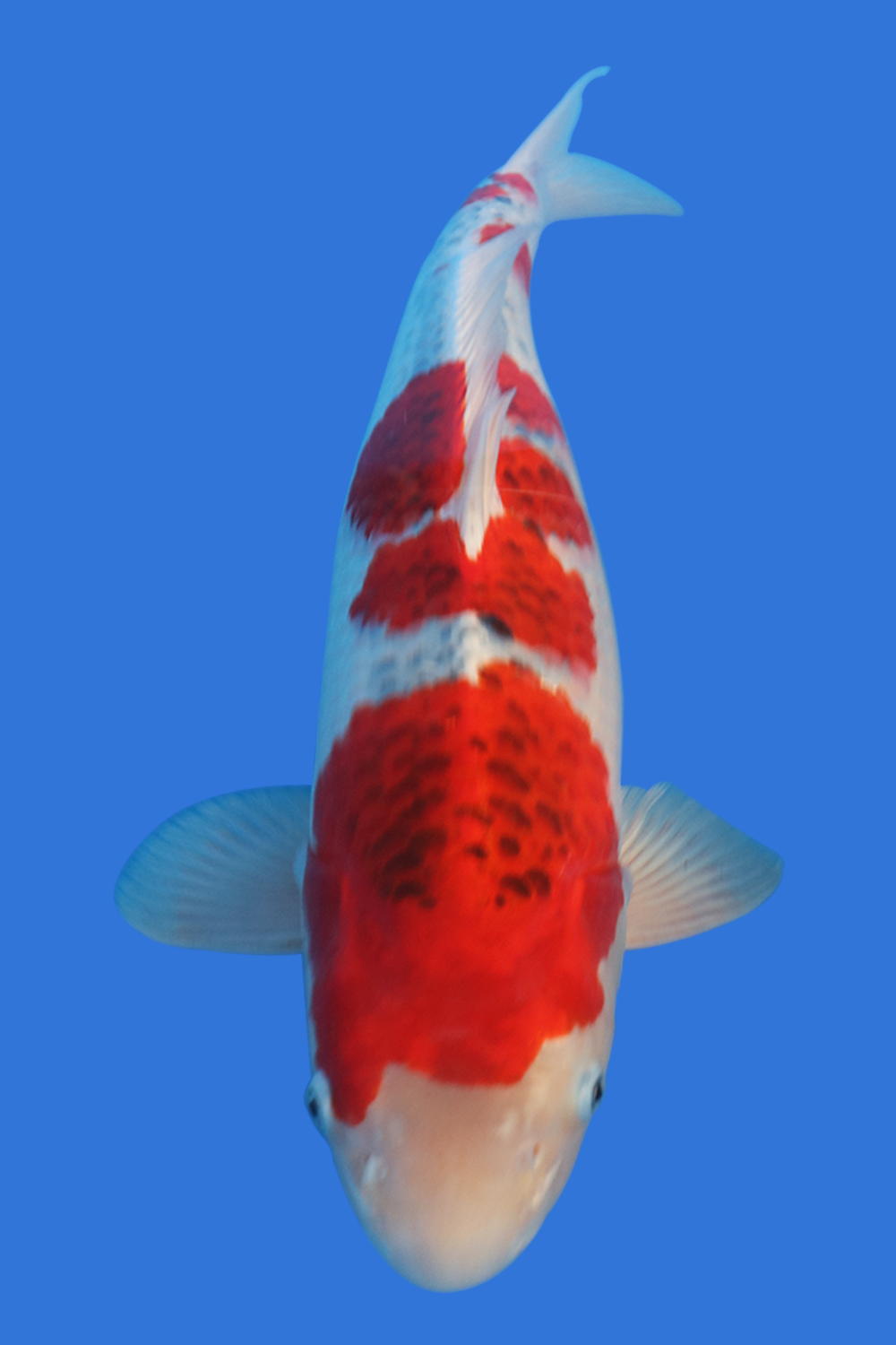 Goromo - Grand Koi, LLC