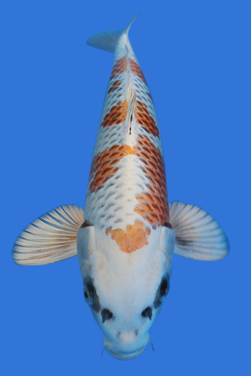 Kujaku - Grand Koi, LLC