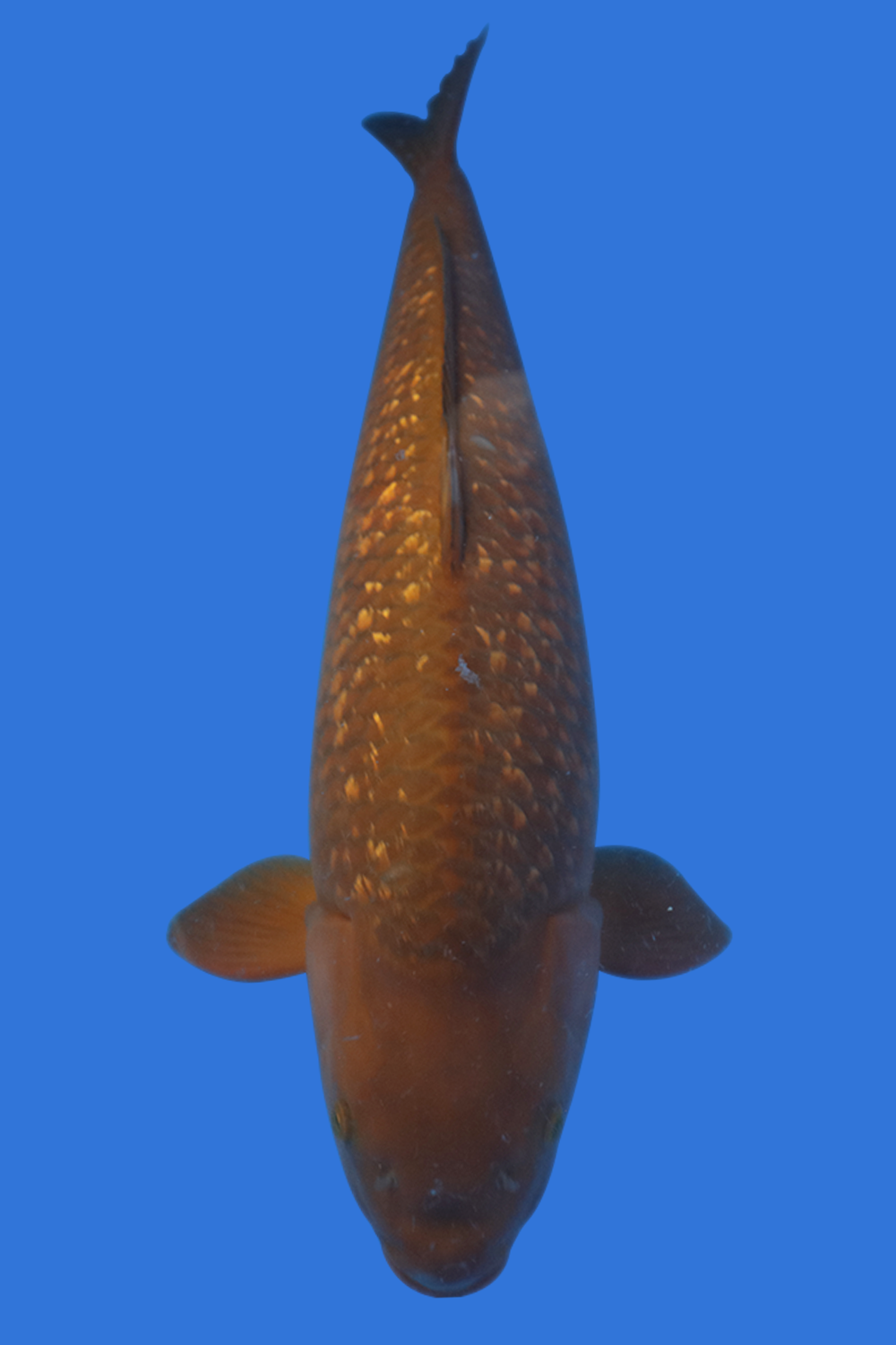 Gin Rin Red Chagoi - Grand Koi, LLC