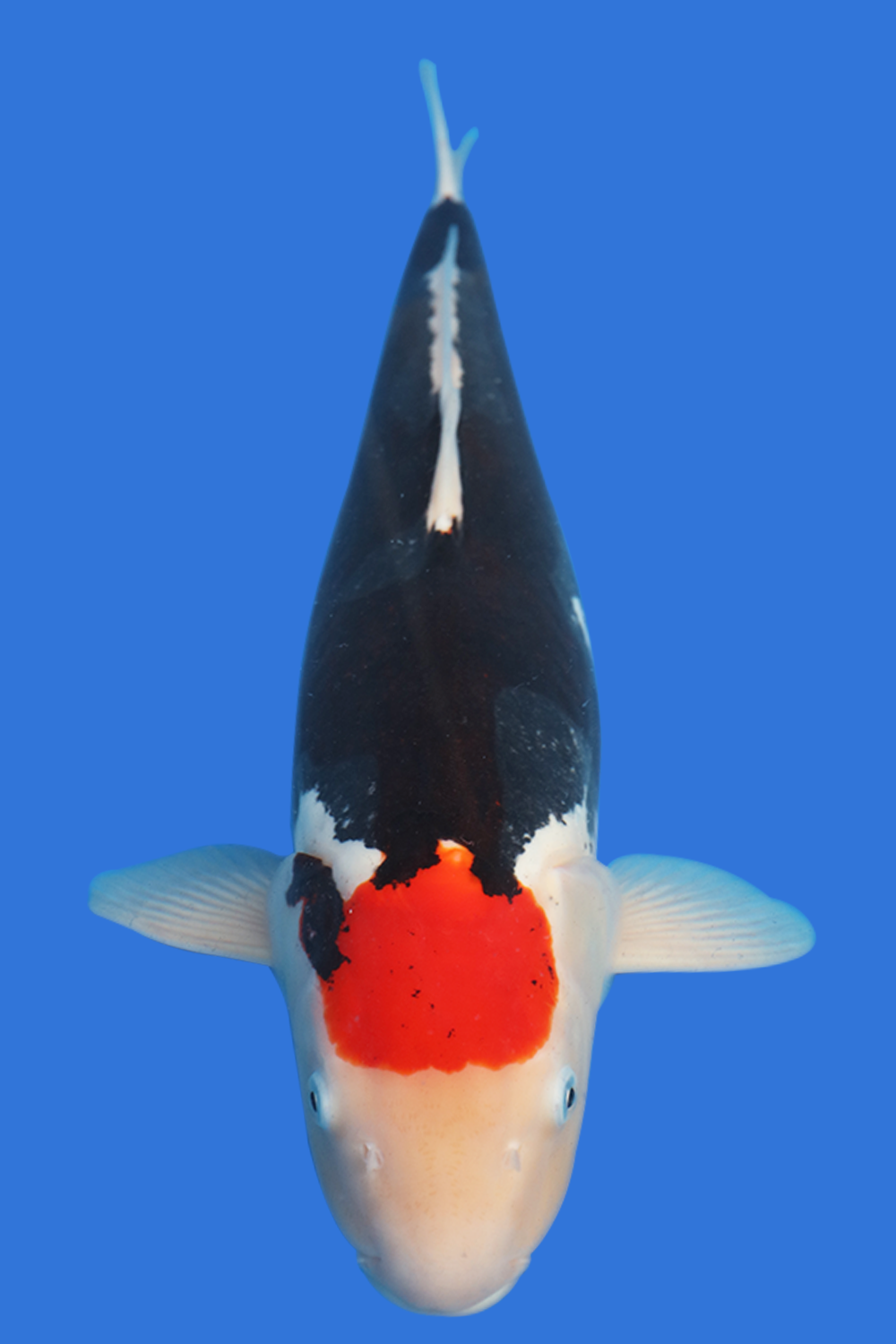 Tancho Beni Kumonryu- SOLD - Grand Koi, LLC