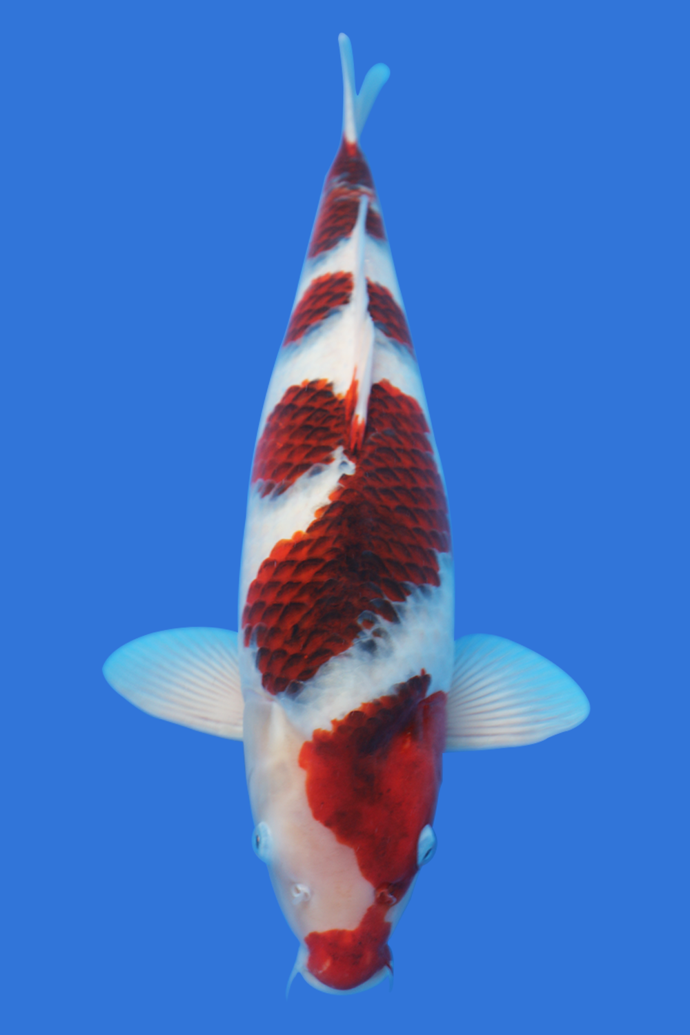 Goromo- High Quality - Grand Koi, LLC