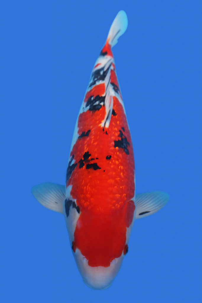 Gin Rin Sanke High Quality - Grand Koi, LLC