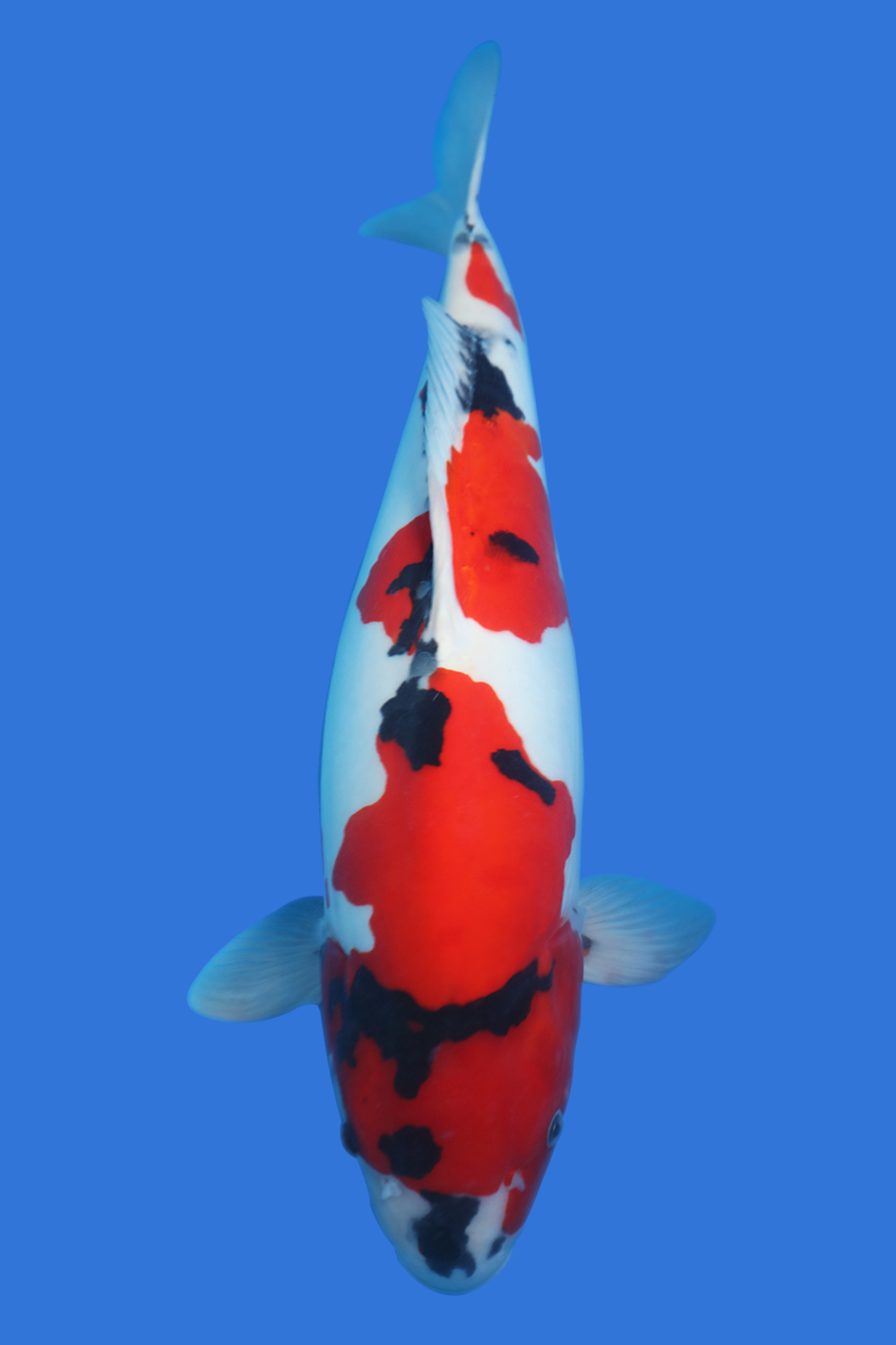 Doitsu Showa - Grand Koi, LLC