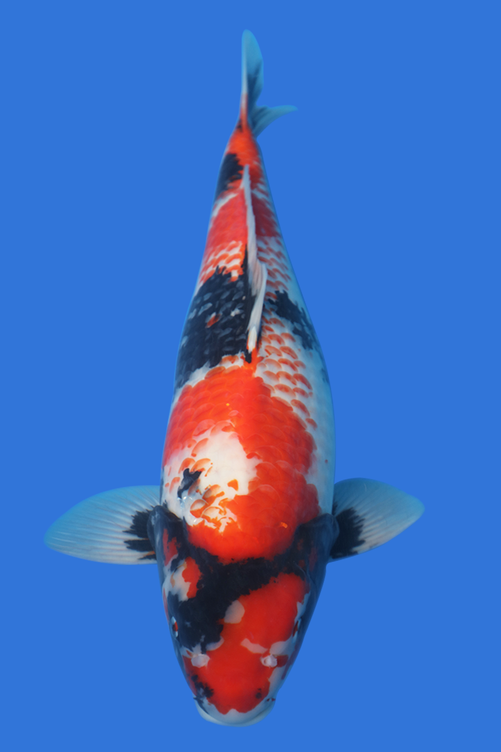 Kanoko Showa- SOLD - Grand Koi, LLC