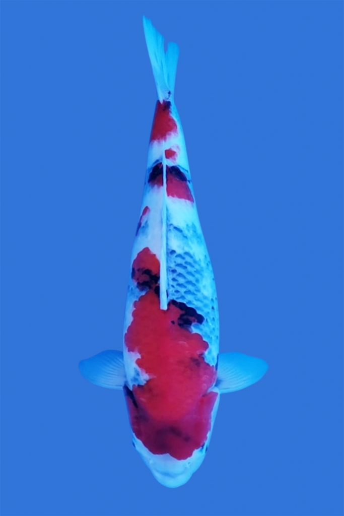 Showa - Grand Koi, LLC