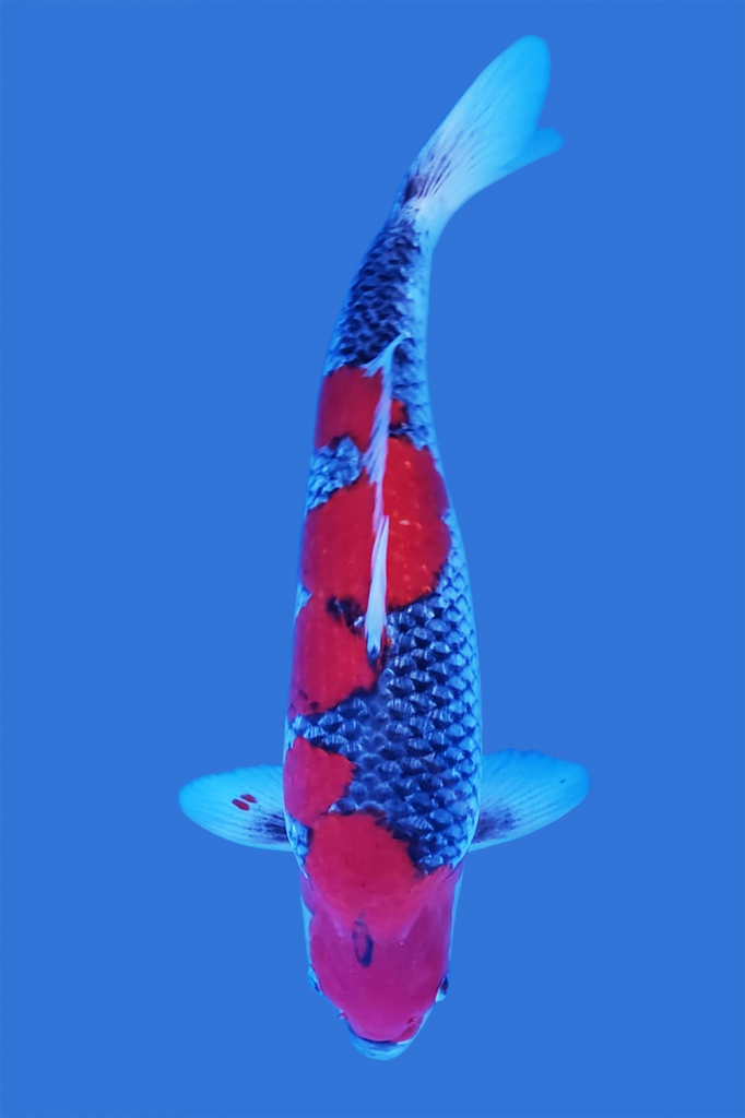 Gin Rin Goshiki- SOLD - Grand Koi, LLC