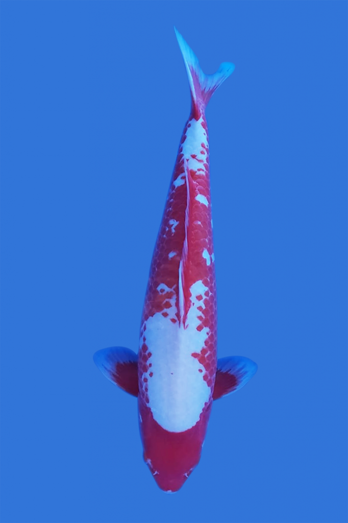 Kawarimono - Grand Koi, LLC