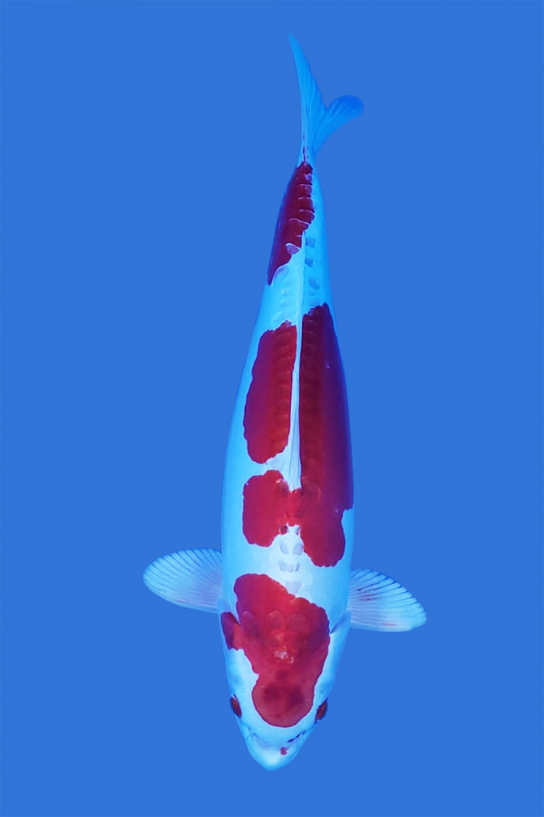 Kikusui - Grand Koi, LLC