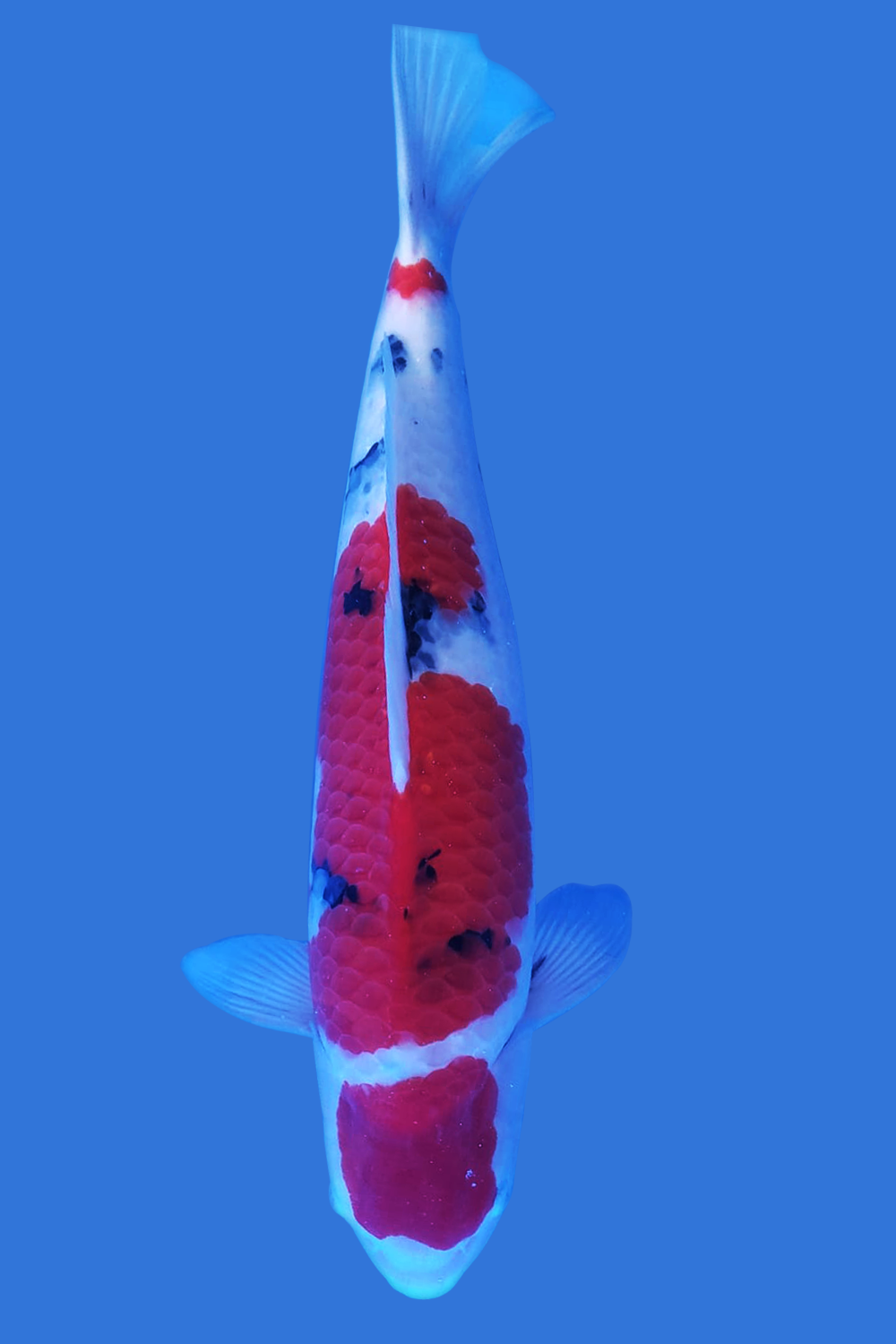 Maruten Sanke- SOLD - Grand Koi, LLC