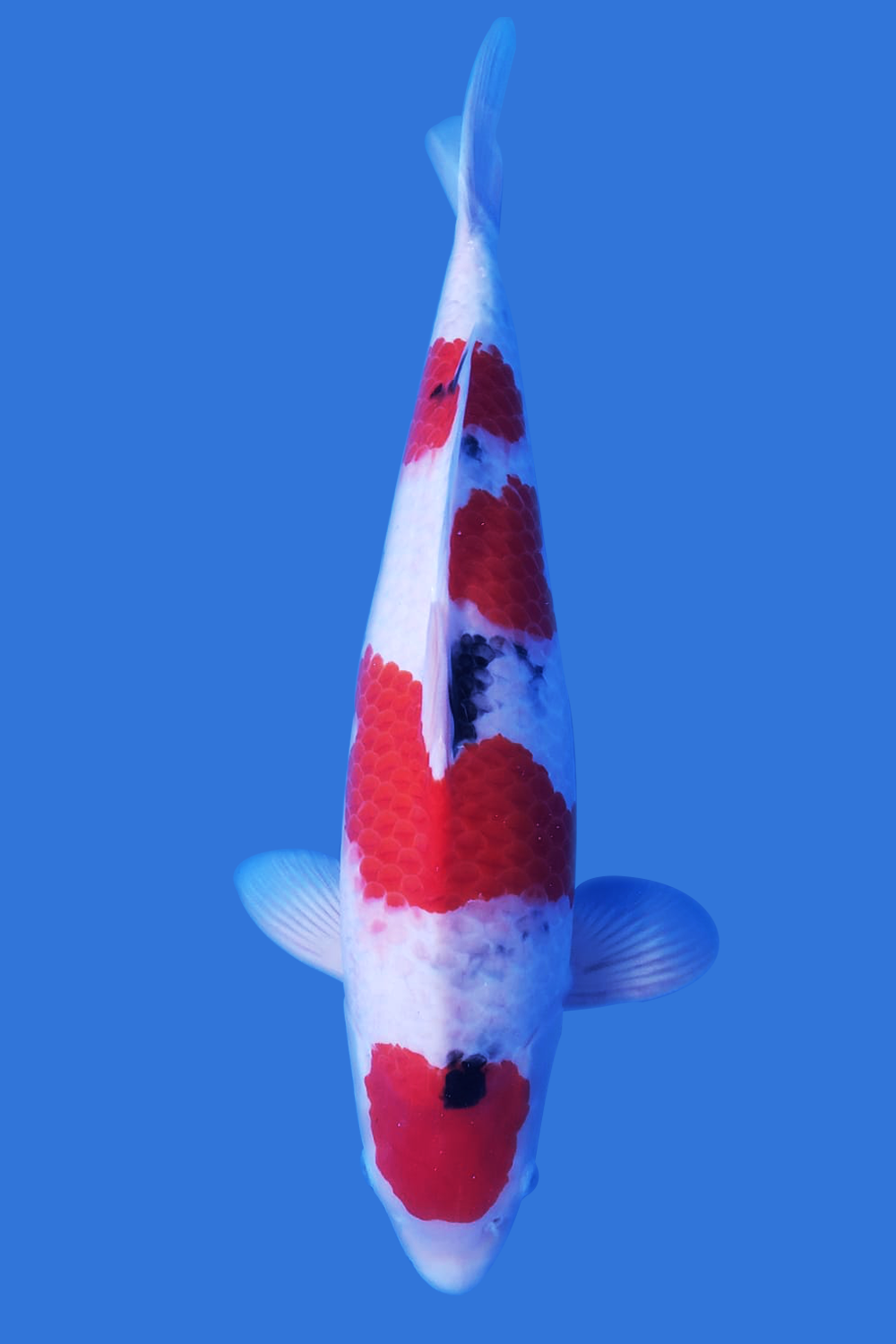 Maruten Sanke - Grand Koi, LLC